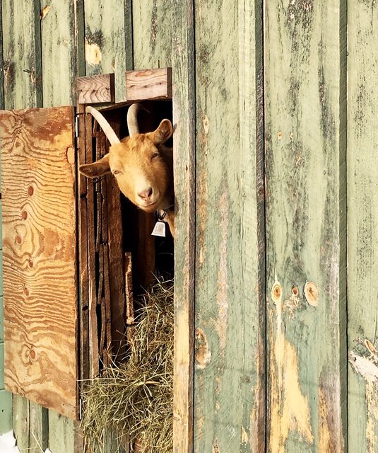 The Animals in Winter | Loisaida Nest